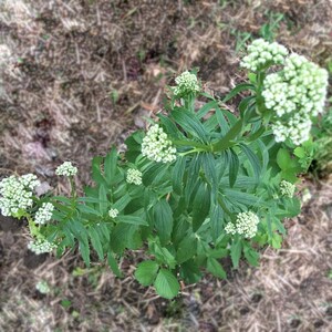 Organic Valerian Plant (valeriana Officinalis) in 2.5-inch Pot by Smoke ...