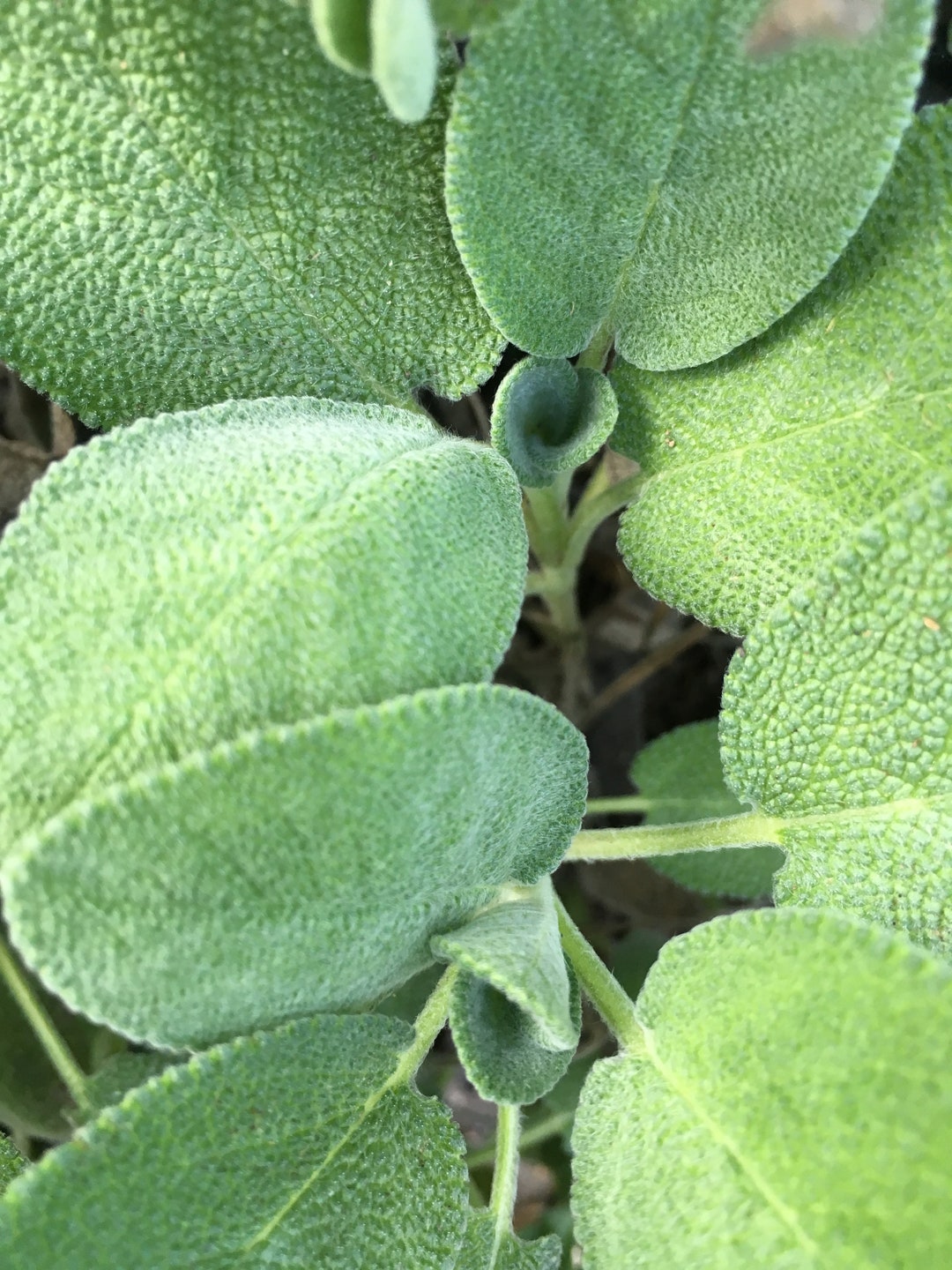 Organic Berggarten Sage Plant (salvia Officinalis 'berggarten') in 2.5 ...