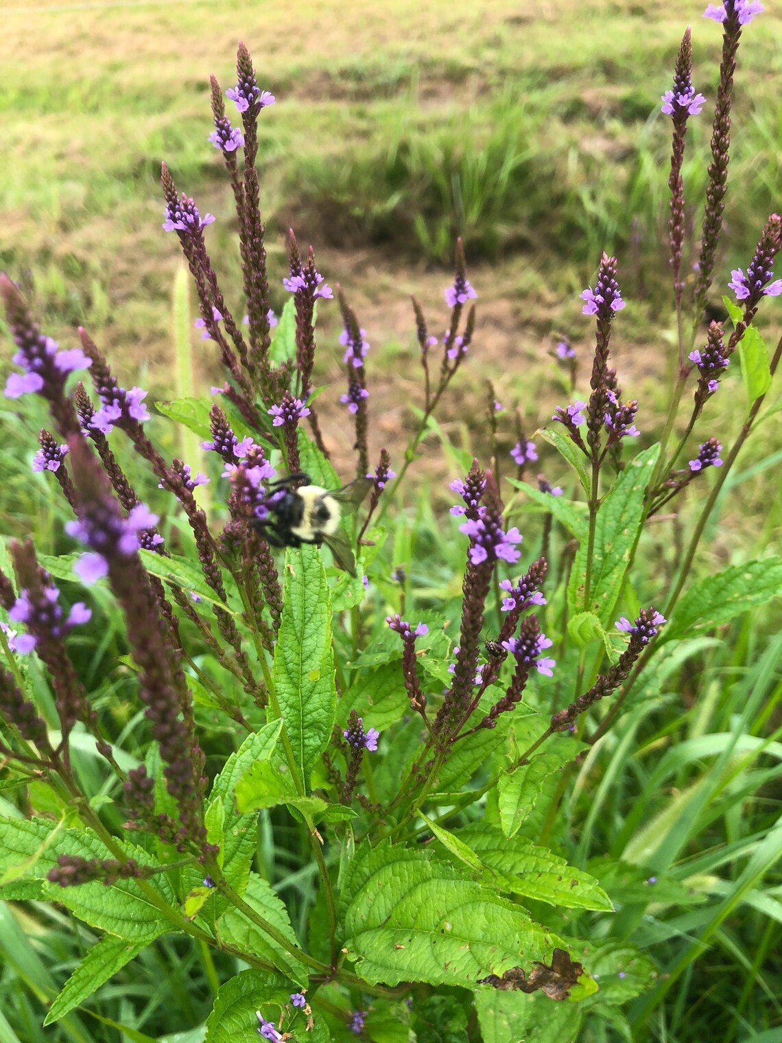Organic Blue Vervain Seeds (verbena Hastata) 500 Seeds (0.5 Gram) by ...