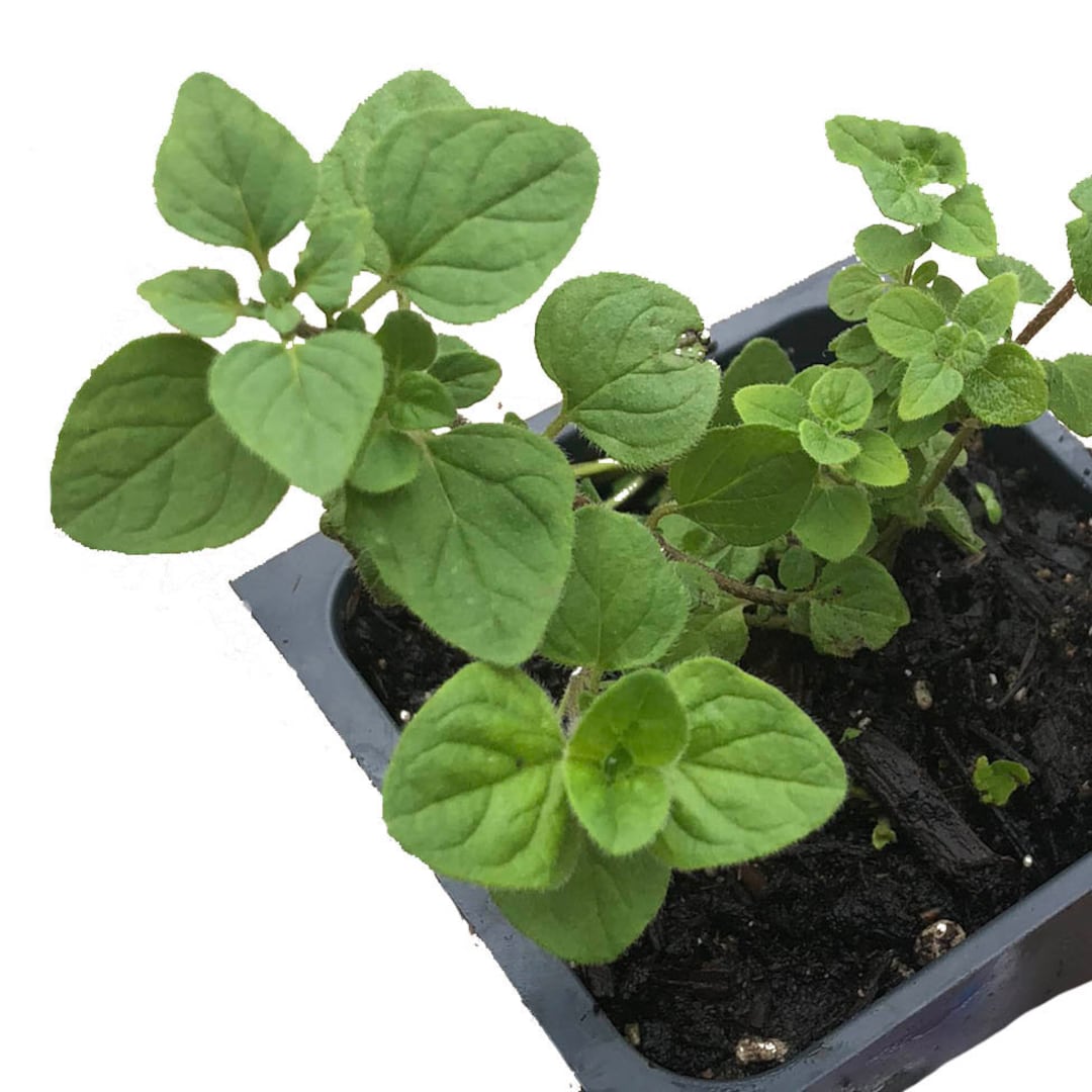 Organic Oregano, Greek Plant (origanum Vulgare) in 2.5-inch Pot by ...