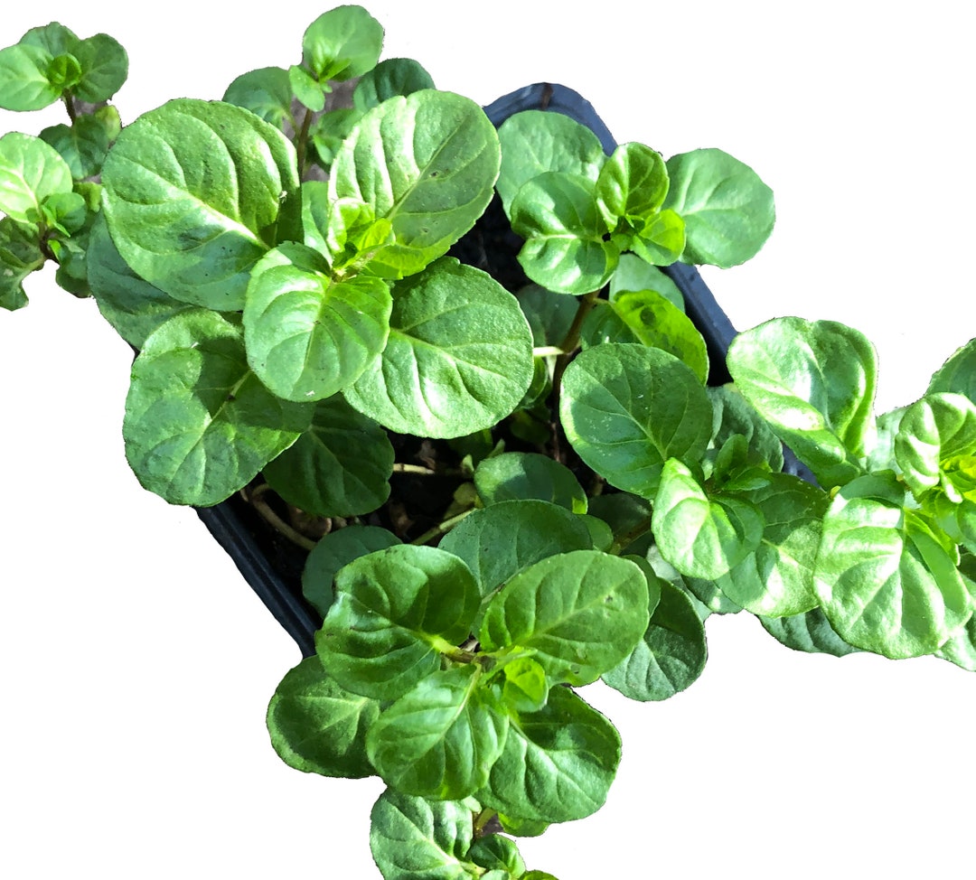 Live Orange Mint Plant mentha Piperita X Citrata 2.5 Inch Pot Bergamot ...