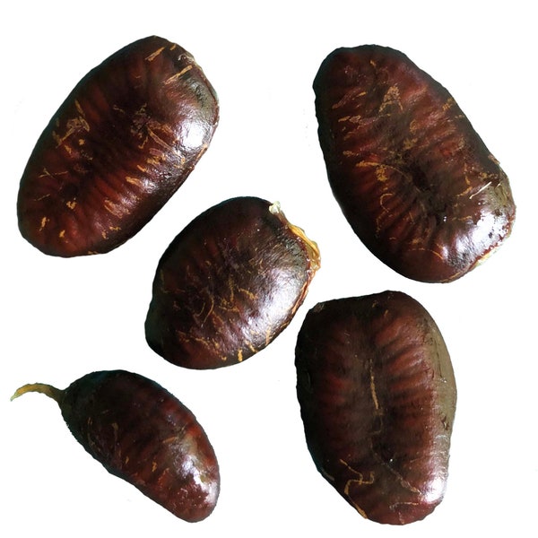 Tree Seeds - Etsy