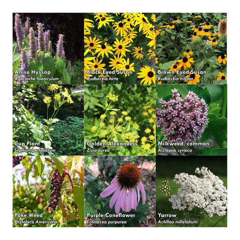 Perennial Seeds - Etsy
