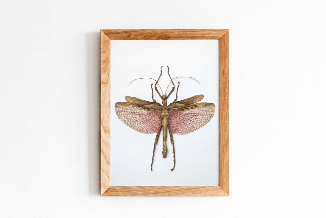 Stick Insect Wall Art Print, Bug Posters, Insect Decor, Entomology ...
