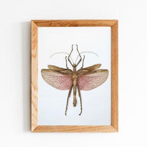 Stick Insect Wall Art Print, Bug Posters, Insect Decor, Entomology ...