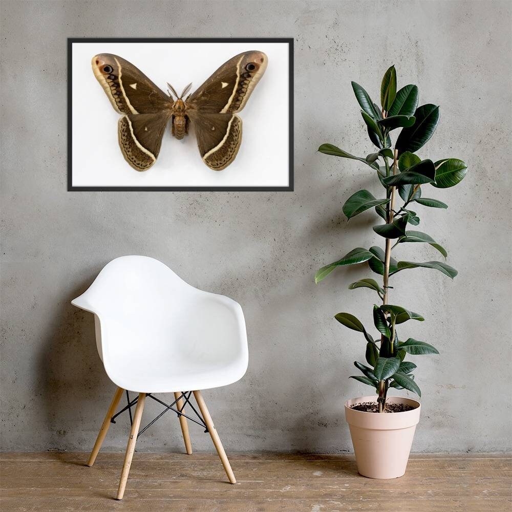 Vintage Moth Print Moth Poster Moth Art Vintage Entomology - Etsy UK
