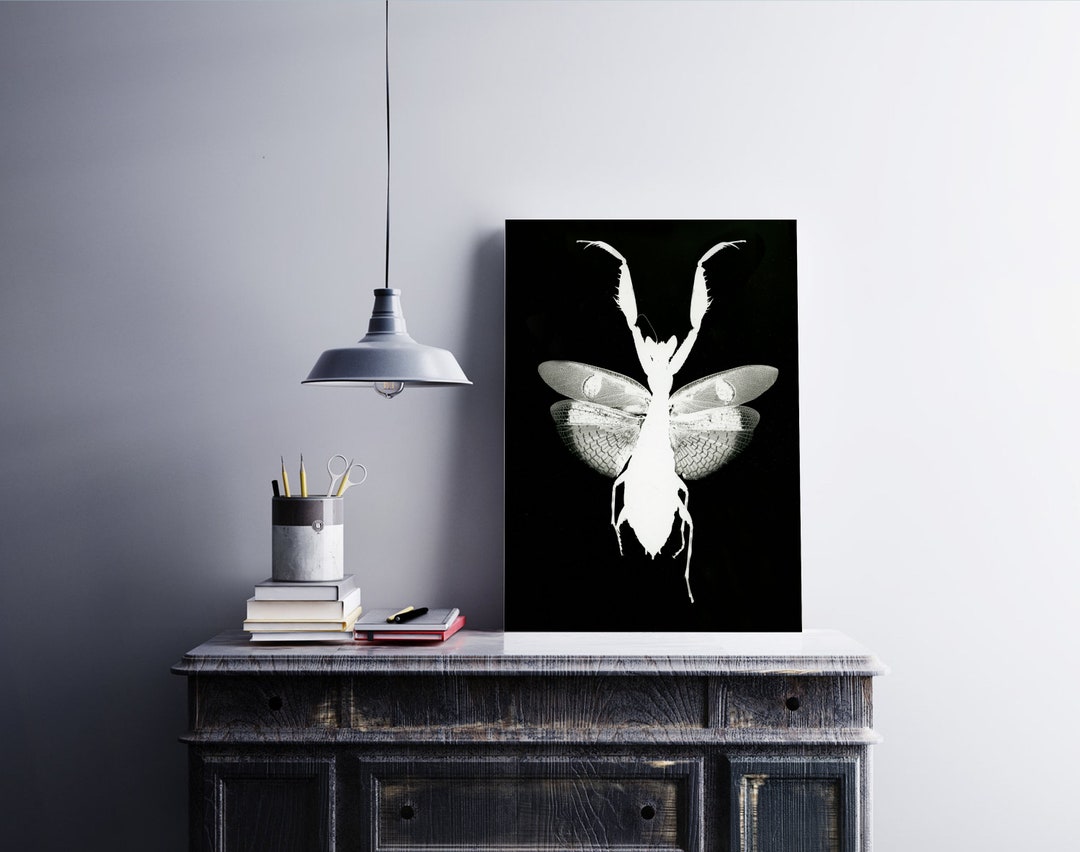 Flower Mantis Wall Art, Praying Mantis Poster, Mantis Print, Entomology ...