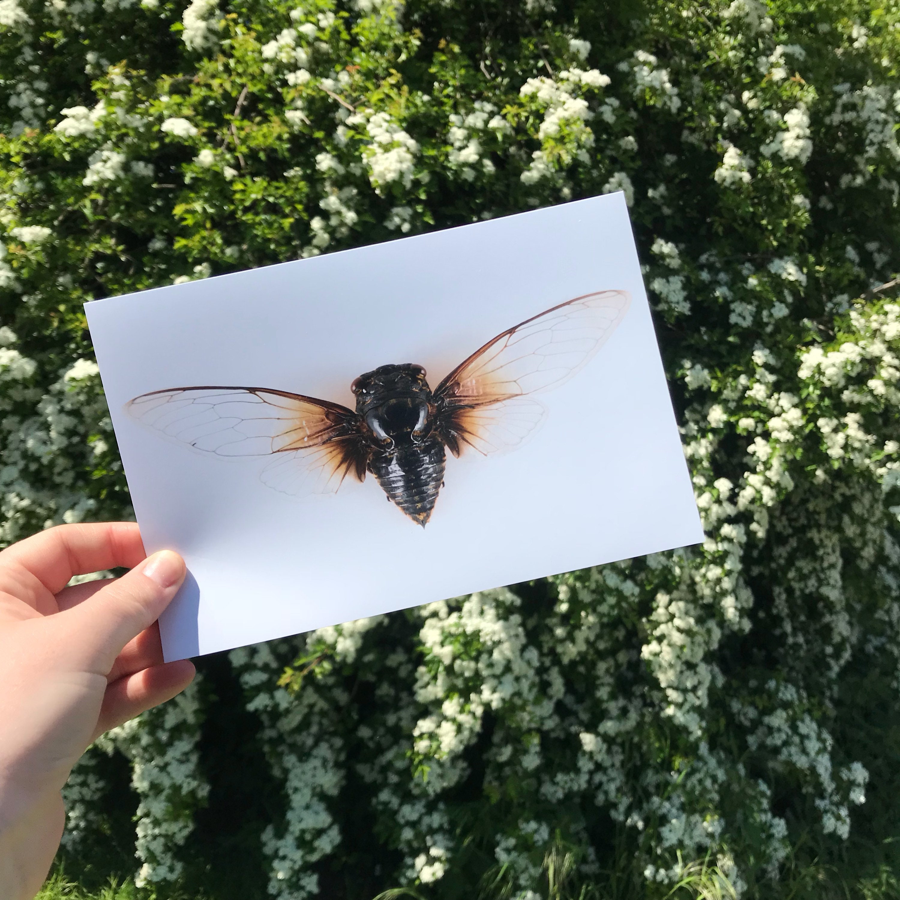 Cicada Art Print Insect Poster Cicada Wall Art Faux - Etsy UK