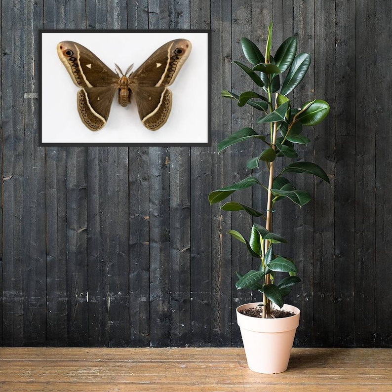 Vintage Moth Print Moth Poster Moth Art Vintage Entomology - Etsy UK