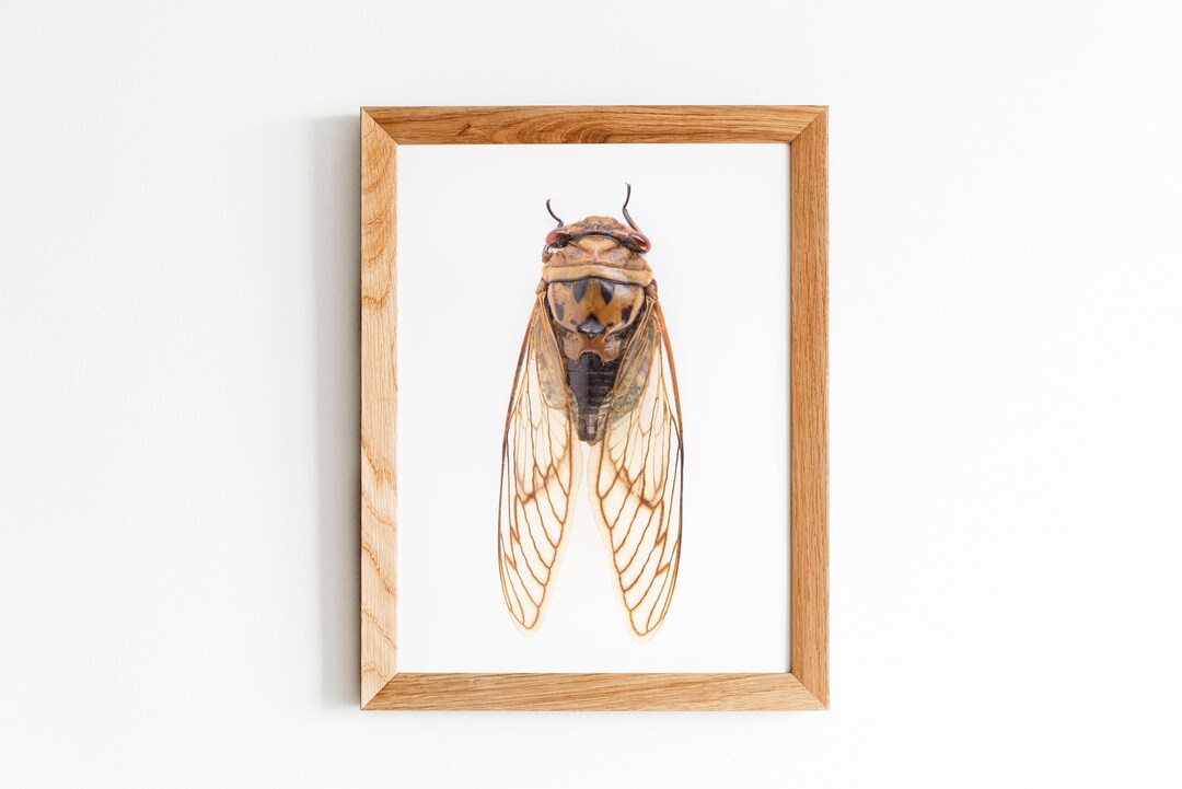 Cicada Art Print, Insect Posters, Cicada Poster, Entomologist Gifts ...