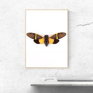Cicada Insect Art Modern Cicada Poster. Entomology Insect - Etsy