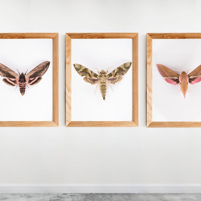 Moth Print - Etsy