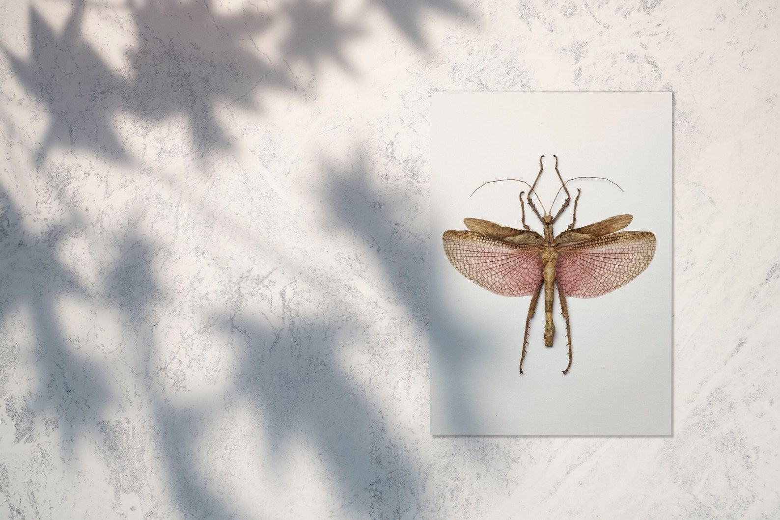 Stick Insect Wall Art Print Bug Posters Insect Decor | Etsy