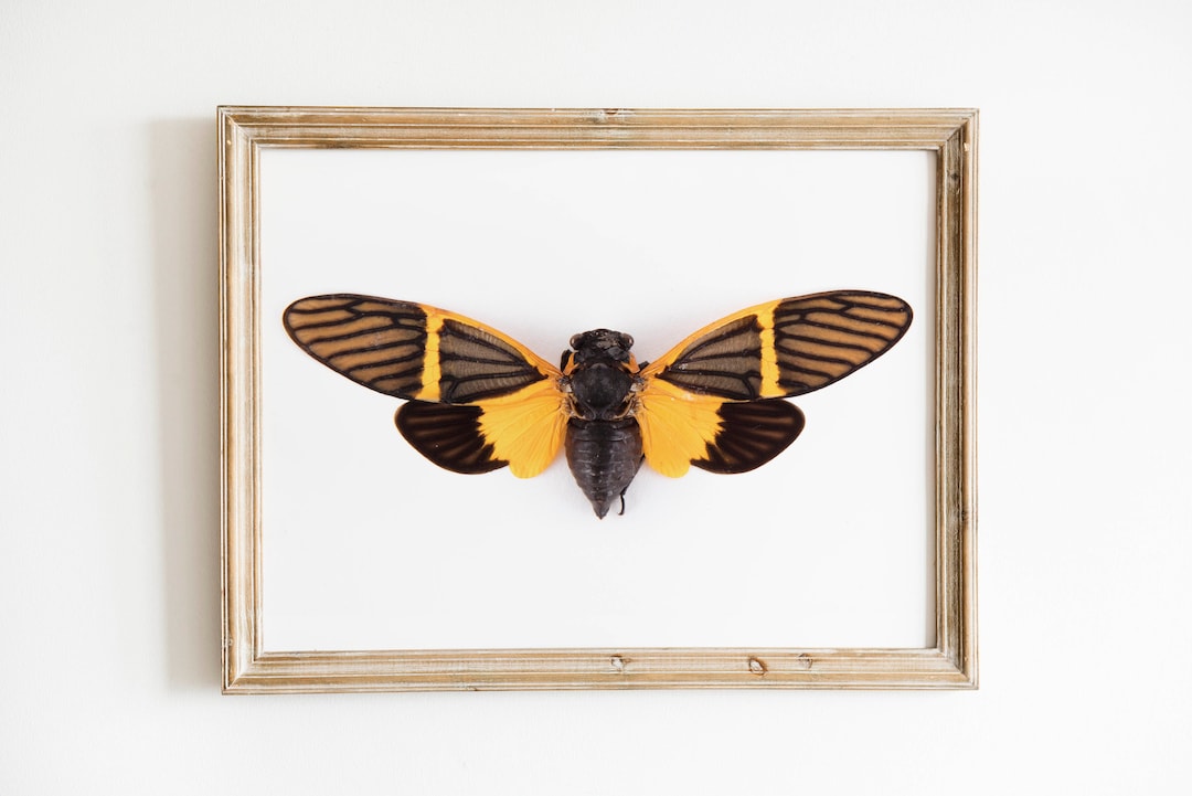 Cicada Insect Art Modern Cicada Poster. Entomology Insect Art. Modern ...