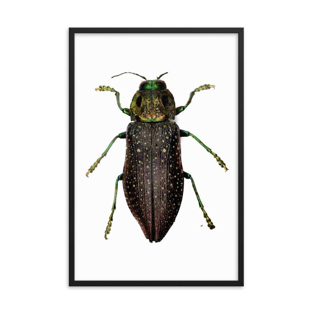 Insect Prints, Bugs Prints, Beetle Wall Art, Insect Art Prints ...