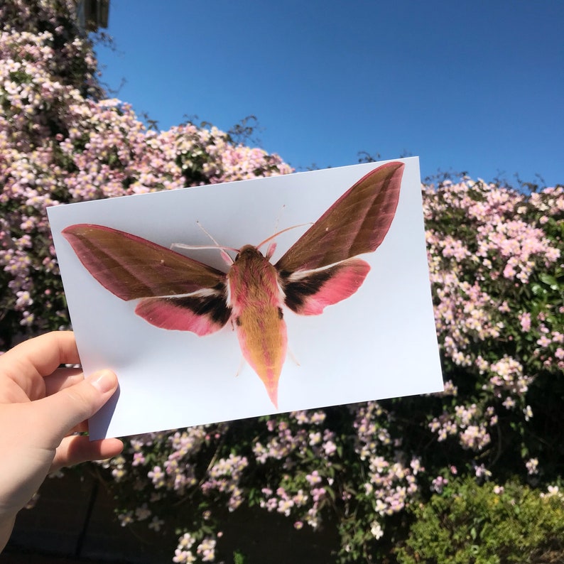 Elephant hawk moth print moth poster nature wall art pink | Etsy