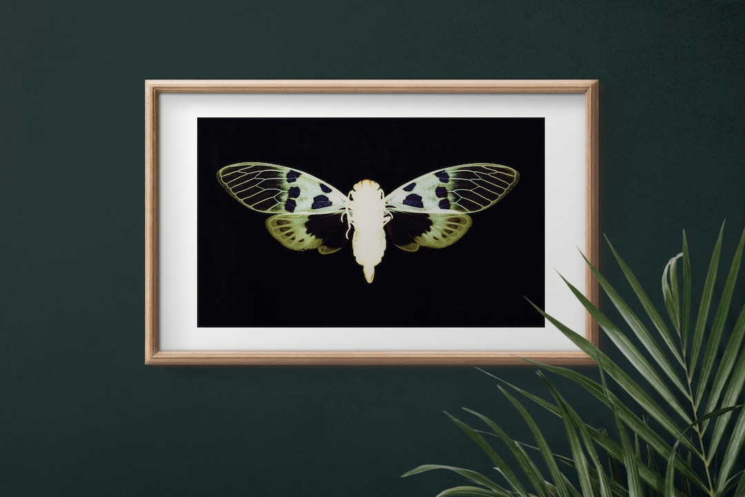 Cicada Wall Art, Cicada Print, Entomology Poster, Insect Home Decor ...