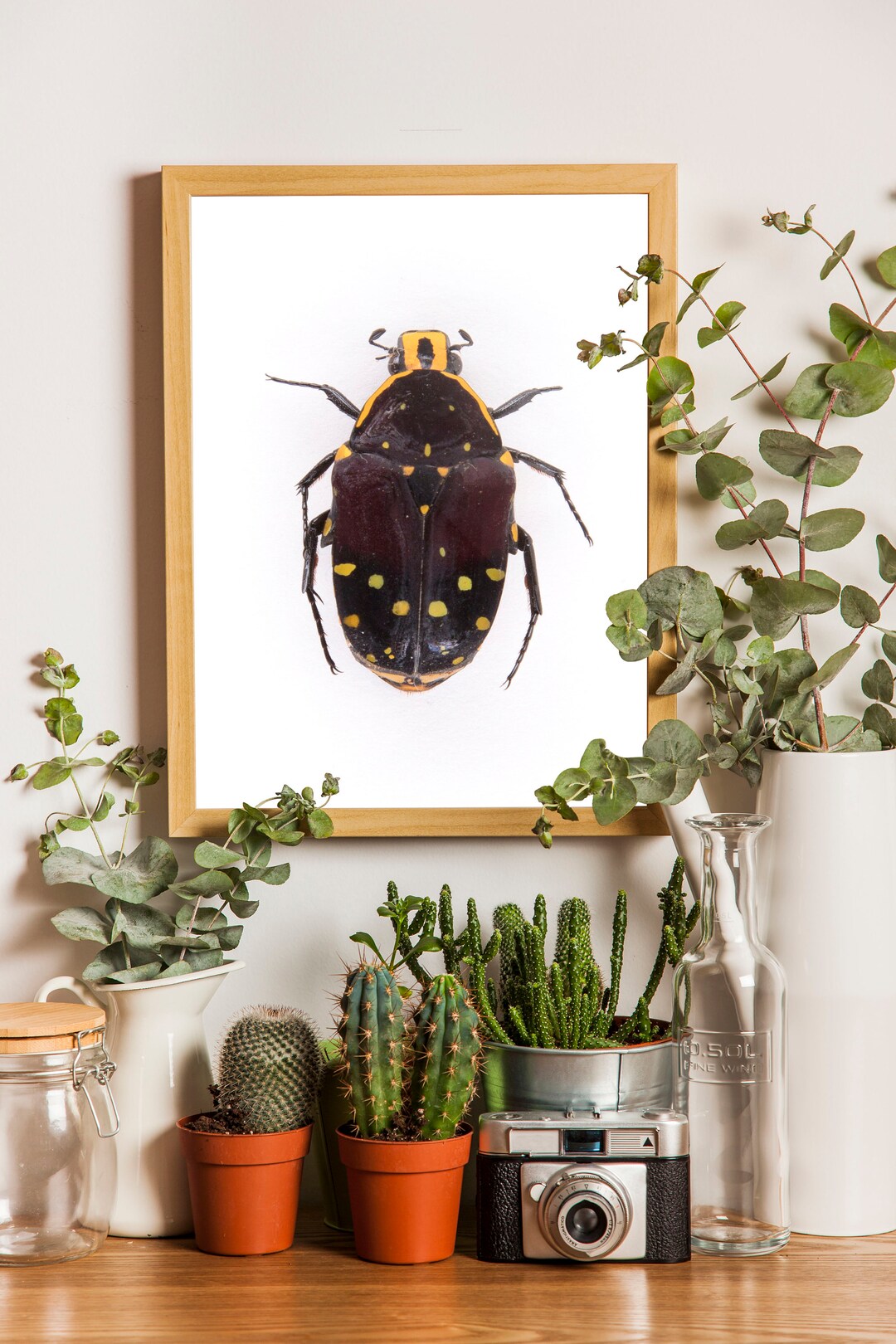 BEETLES Poster, Beetles Print, Beetles Chart, Insect Poster, Scientific ...