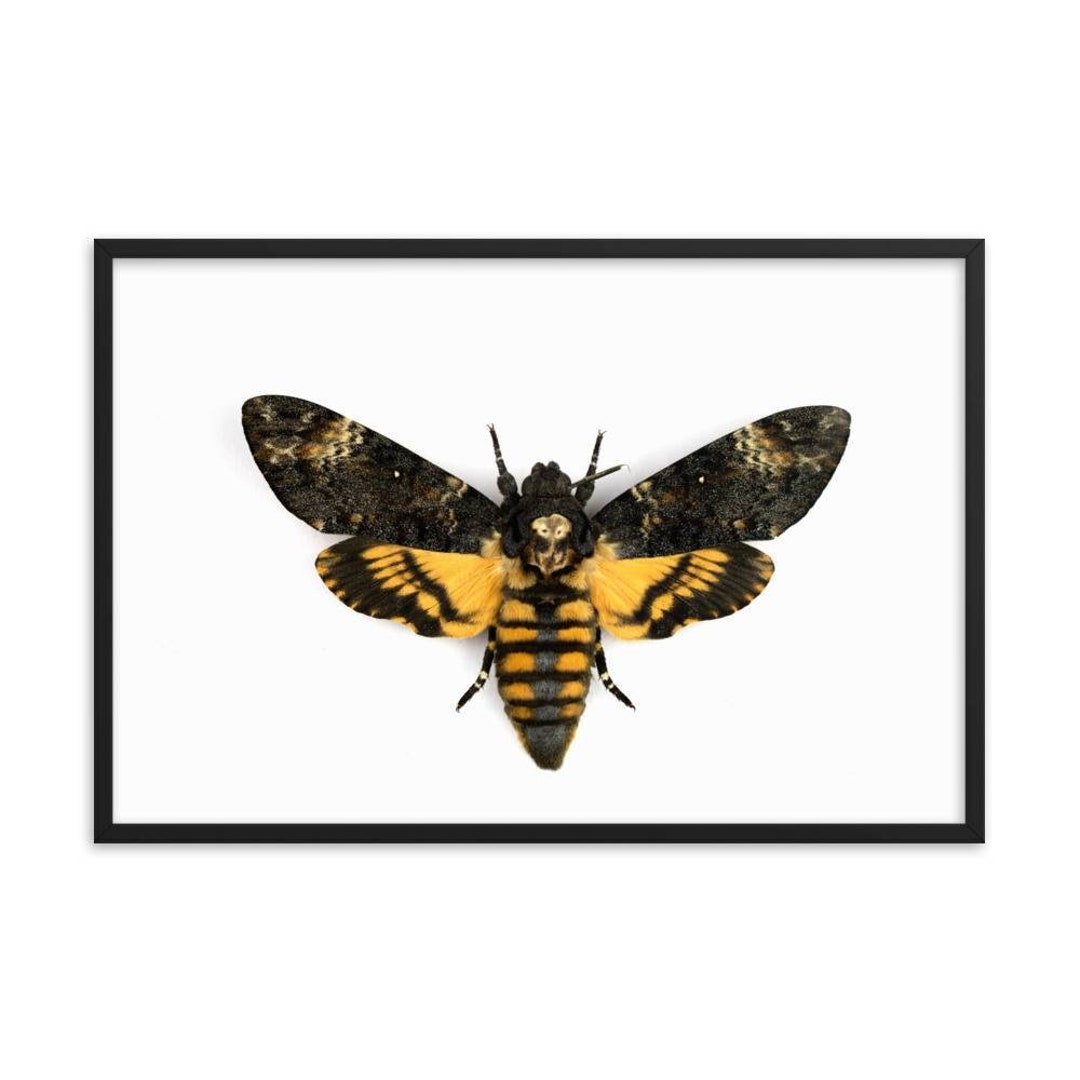 Deathshead Hawk-moth Art Print, Acherontia Atropos, , Skull Moth Prints ...