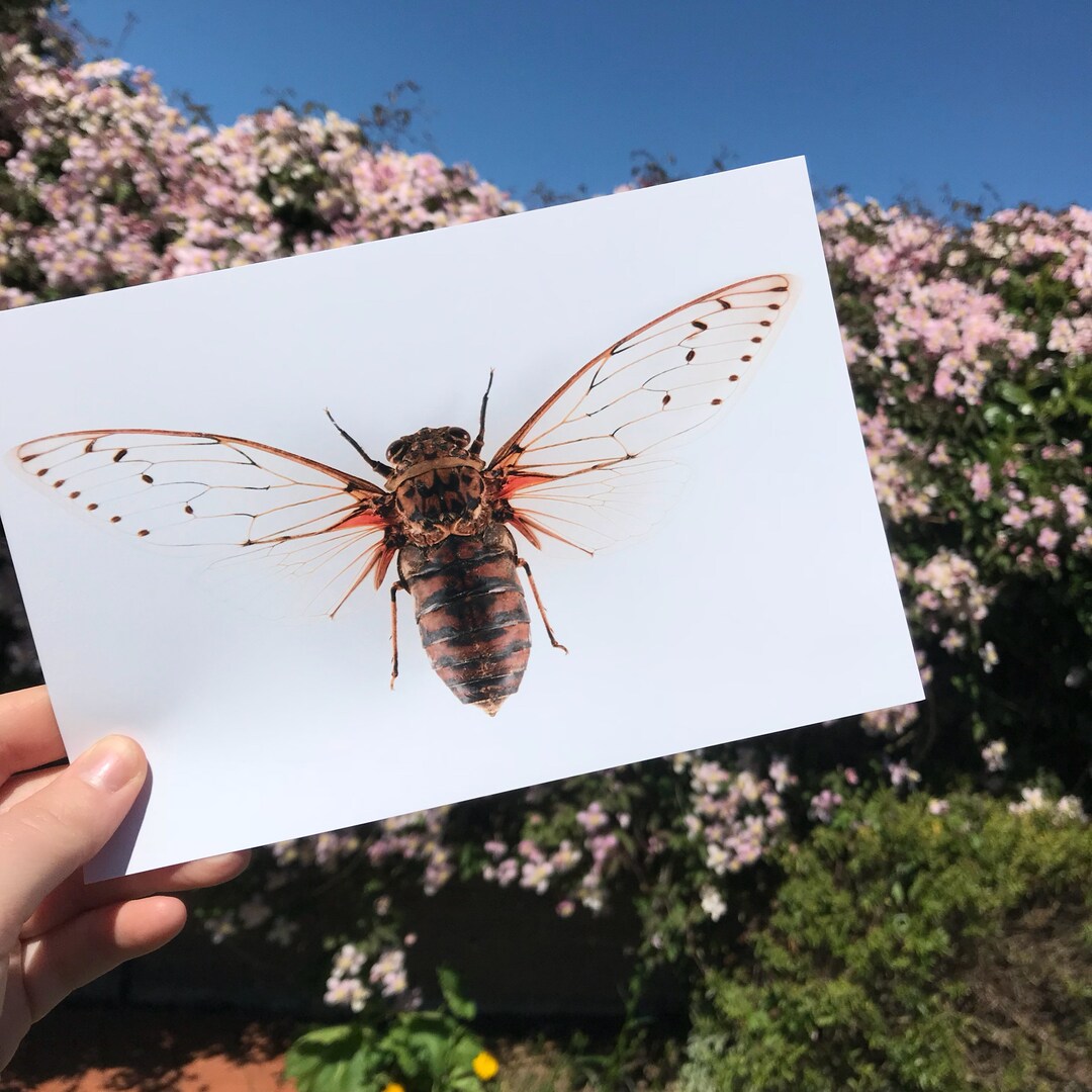 Cicada Print, Nature Wall Art, Entomology Prints, Insect Poster ...