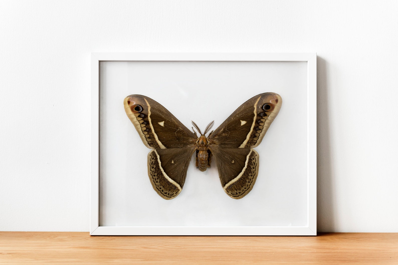 Vintage Moth Print Moth Poster Moth Art Vintage Entomology - Etsy UK