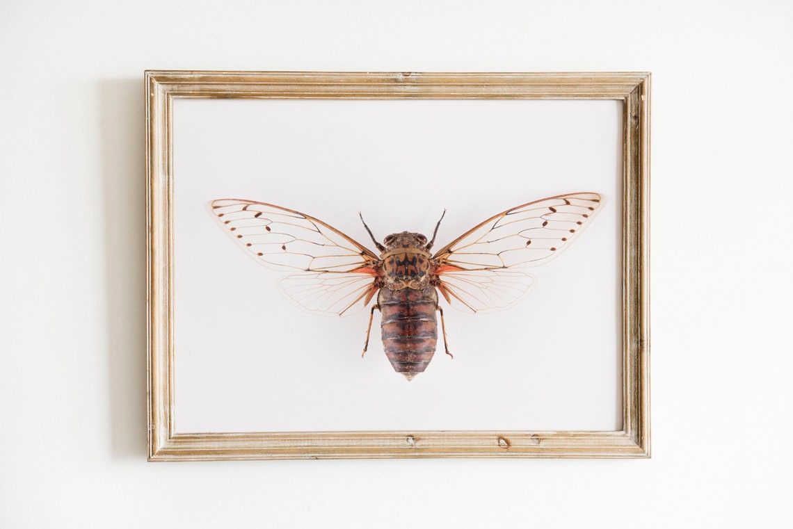 Set of 3 Cicada Prints, Wall Art, Home Decor, Poster Print, Wall Print ...