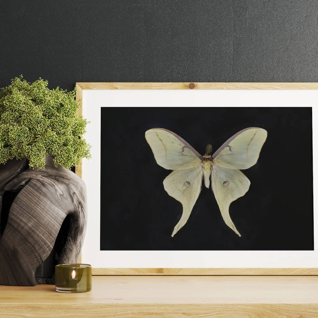 Luna Moth Art Print, Moth Prints, Moth Art, Entomology Poster, Nature ...