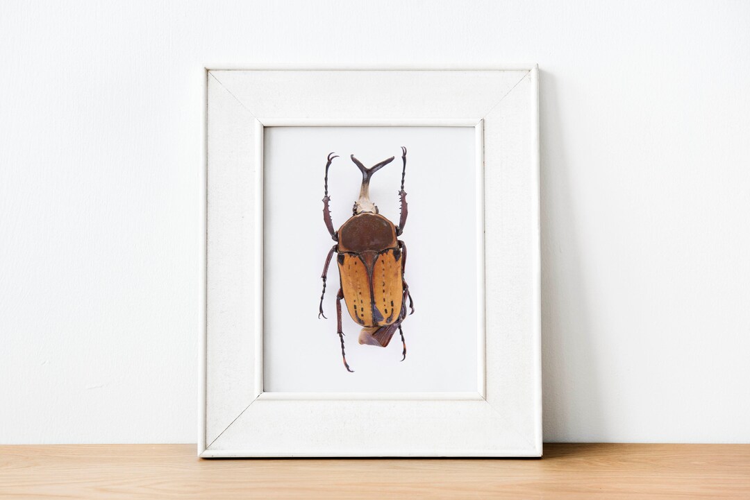Insect Bug Print - Modern Beetle Poster. Stag Beetle Print. Entomology ...