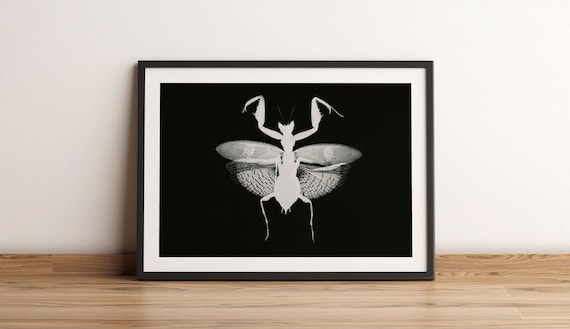 Art & Collectibles Nature Poster mantis Print Retro Home Decor Flower ...
