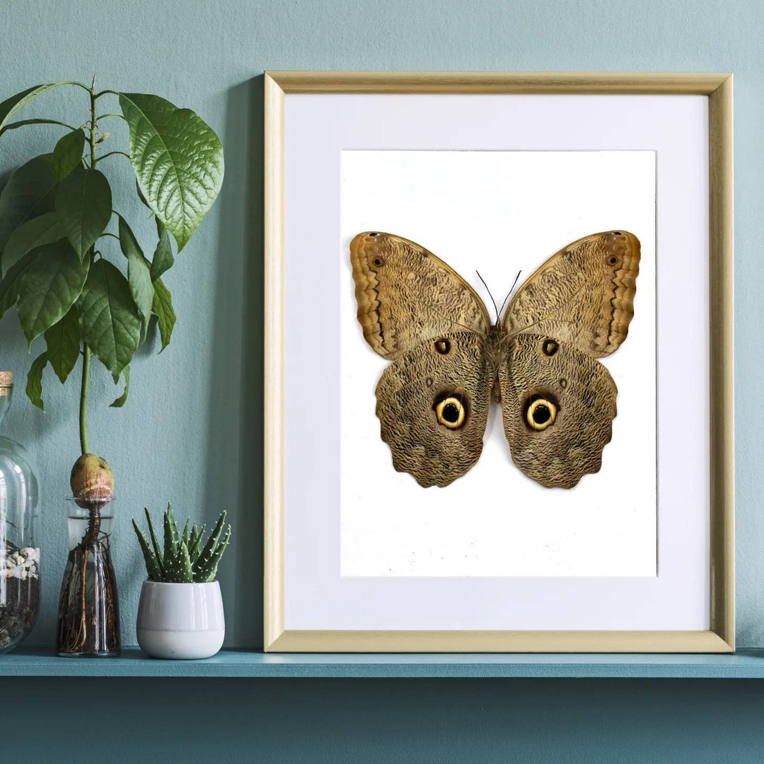 Giant Owl Butterfly (caligo Telamonius)moth Prints, Moth Art ...
