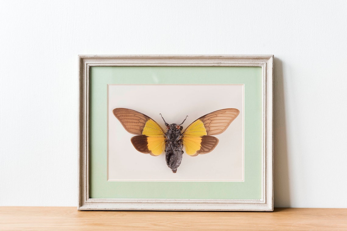 Cicada Insect Art Modern Cicada Poster. Entomology Insect | Etsy