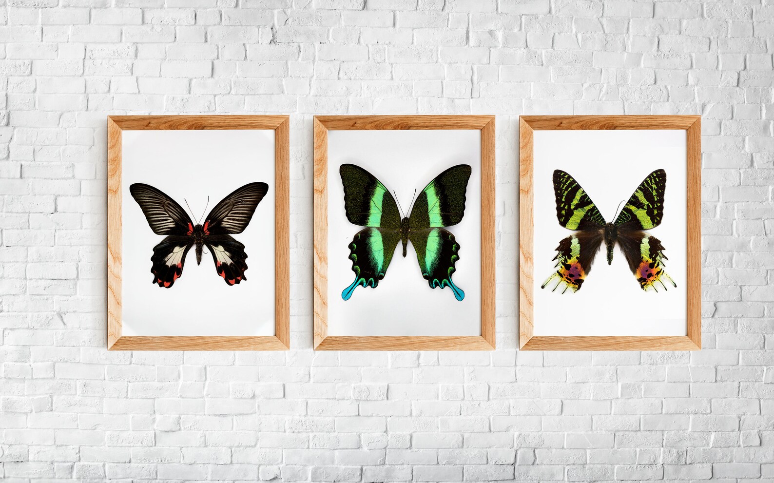 Set of 3 Butterflies Prints Butterfly Wall Art Butterfly - Etsy New Zealand