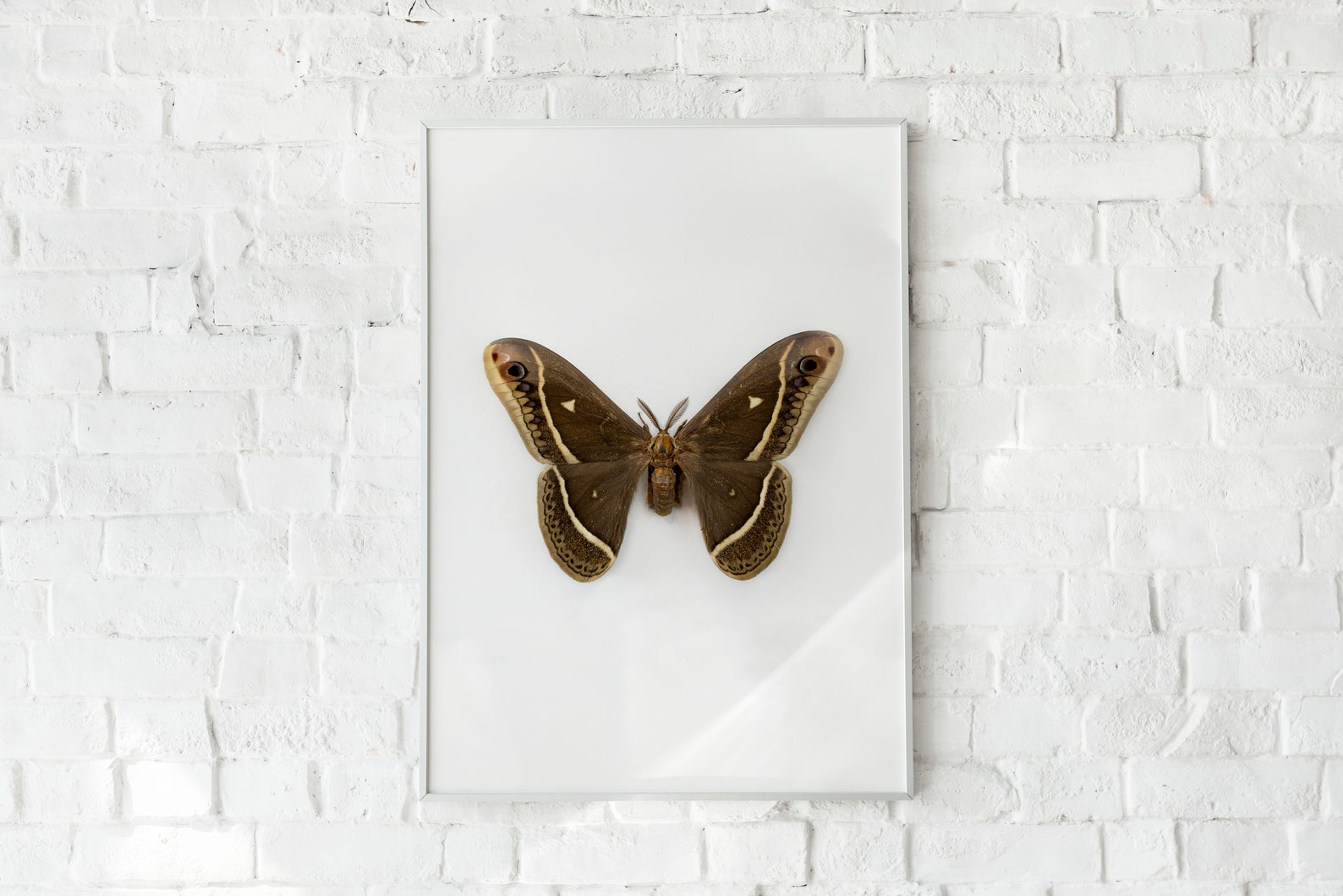 Vintage Moth Print Moth Poster Moth Art Vintage Entomology - Etsy UK