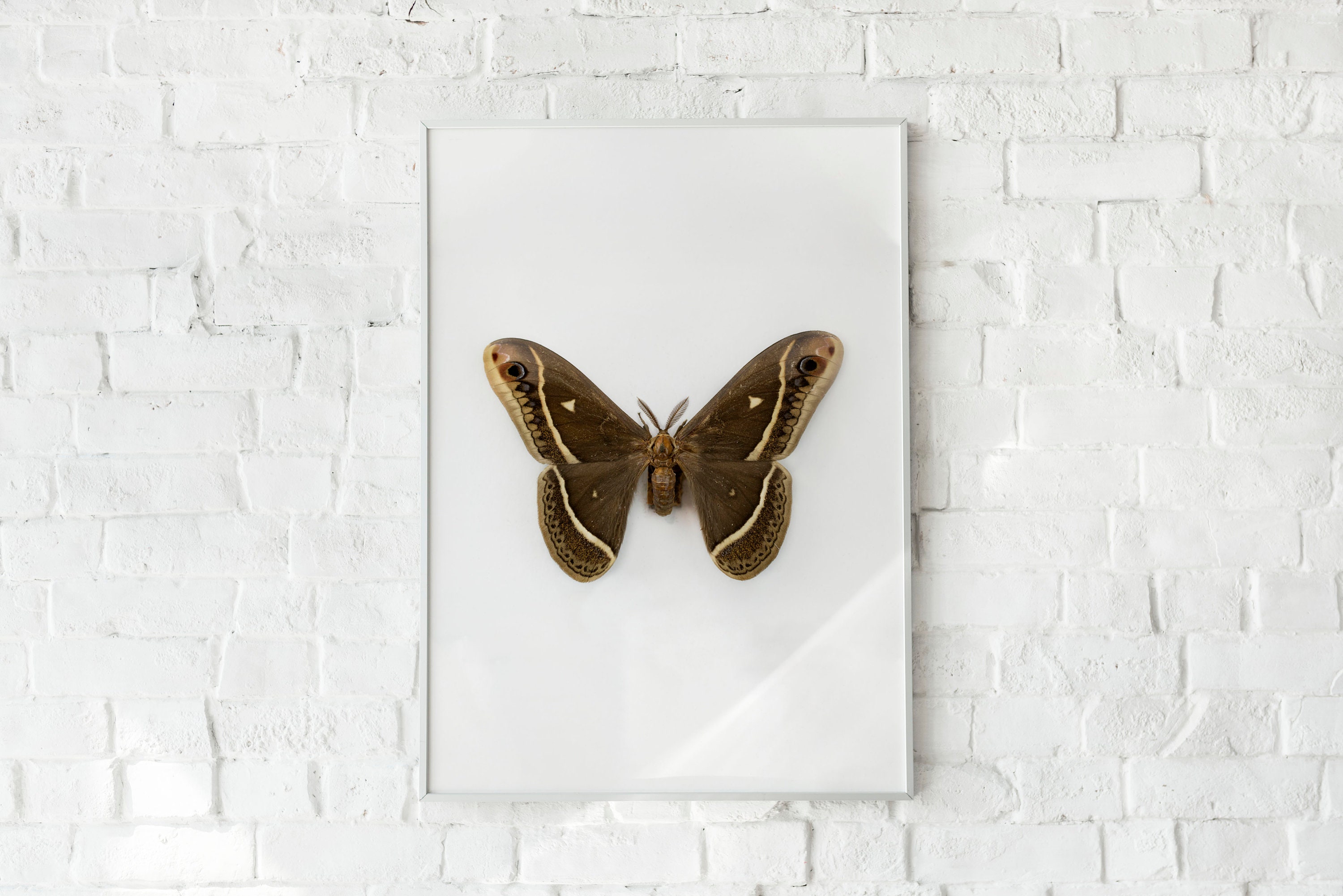 Vintage Moth Print Moth Poster Moth Art Vintage Entomology - Etsy UK