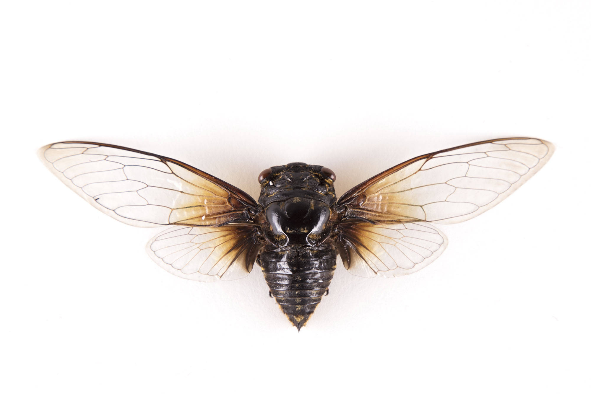 Cicada Art Print Insect Poster Cicada Wall Art Faux - Etsy UK