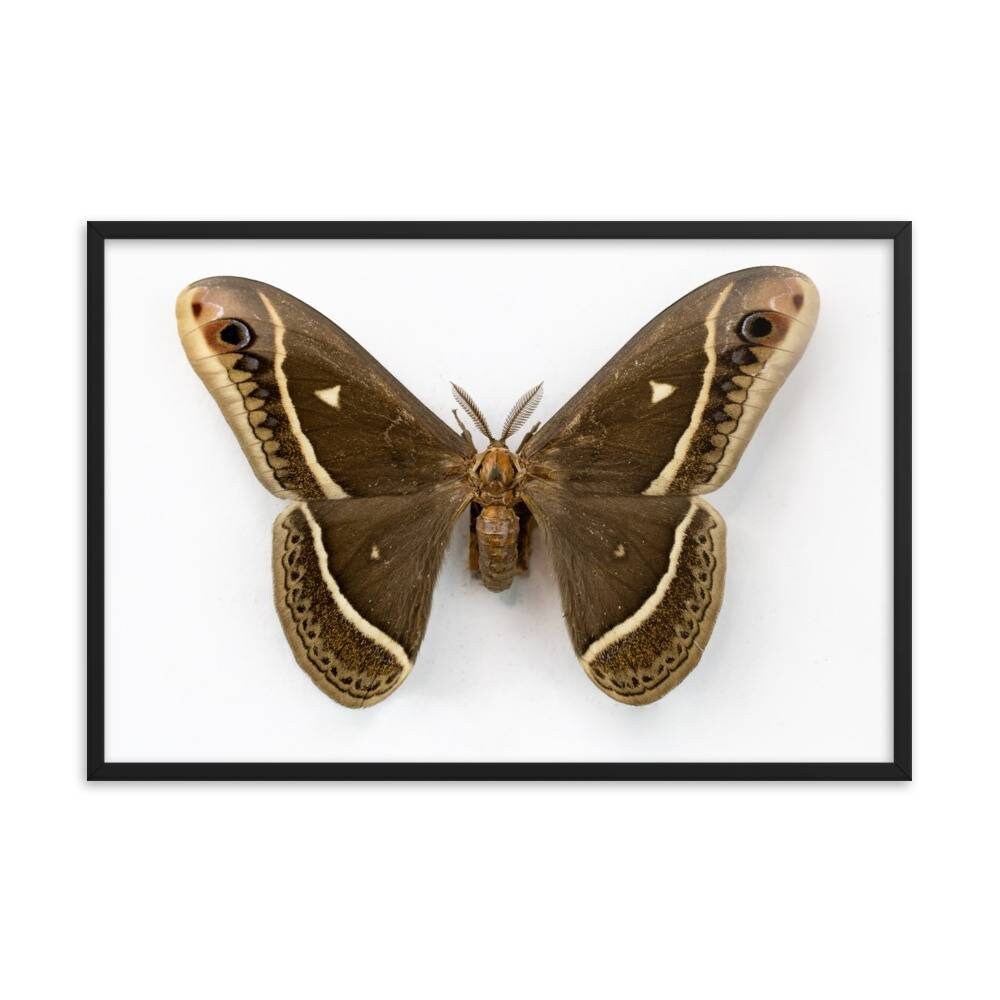 Vintage Moth Print Moth Poster Moth Art Vintage Entomology - Etsy UK