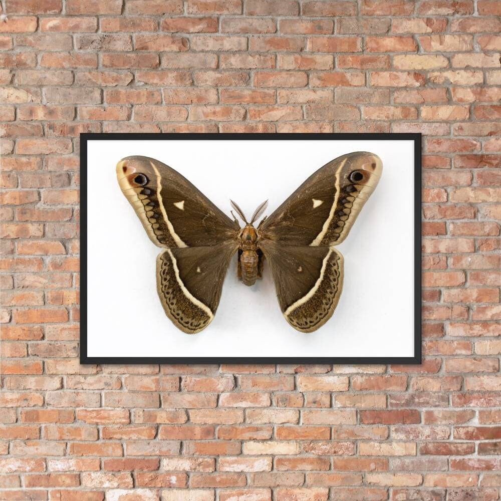 Vintage Moth Print Moth Poster Moth Art Vintage Entomology - Etsy UK