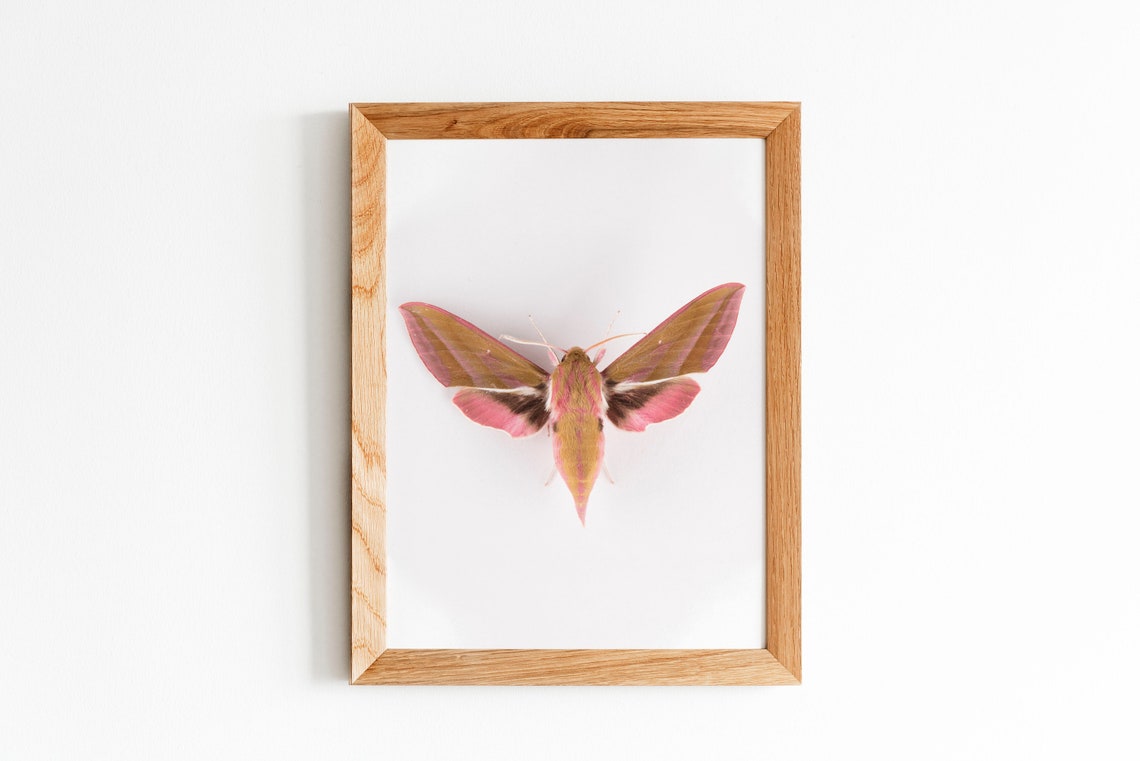 Set of 3 Moth Prints Wall Art Home Decor Poster Print Wall - Etsy