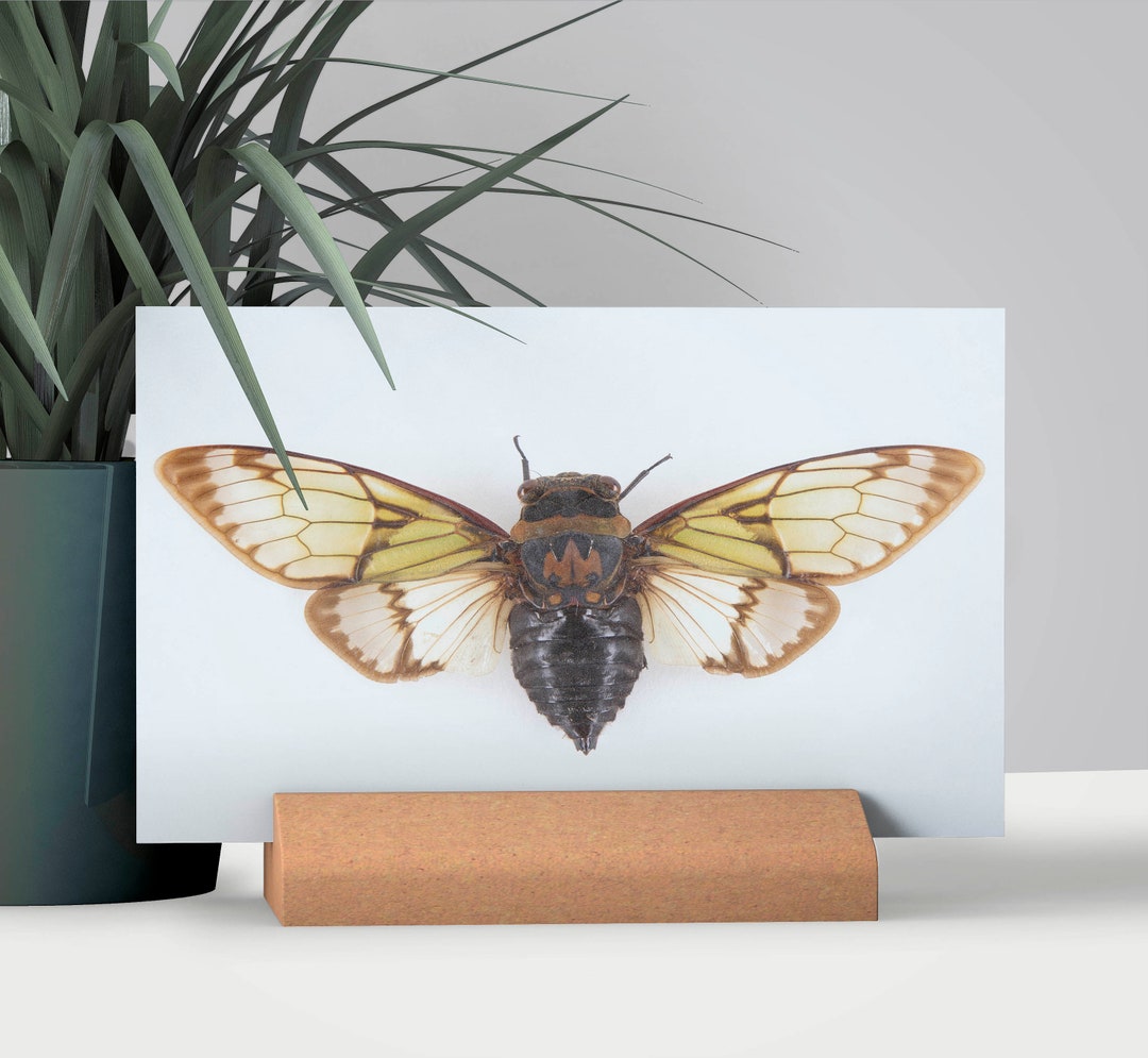 Cicada Art Print, Cicada Poster, Natural History Prints, Wildlife ...