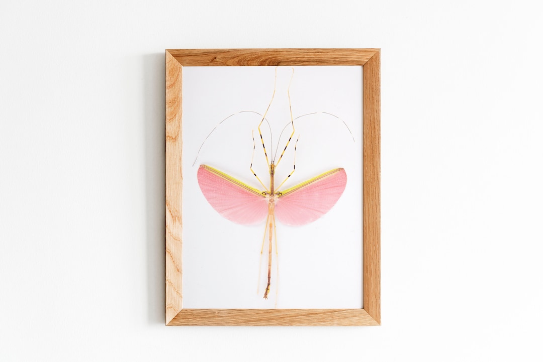 Stick Insect, Macro Photography, Insect Wall Art, Bug Prints, Boho ...