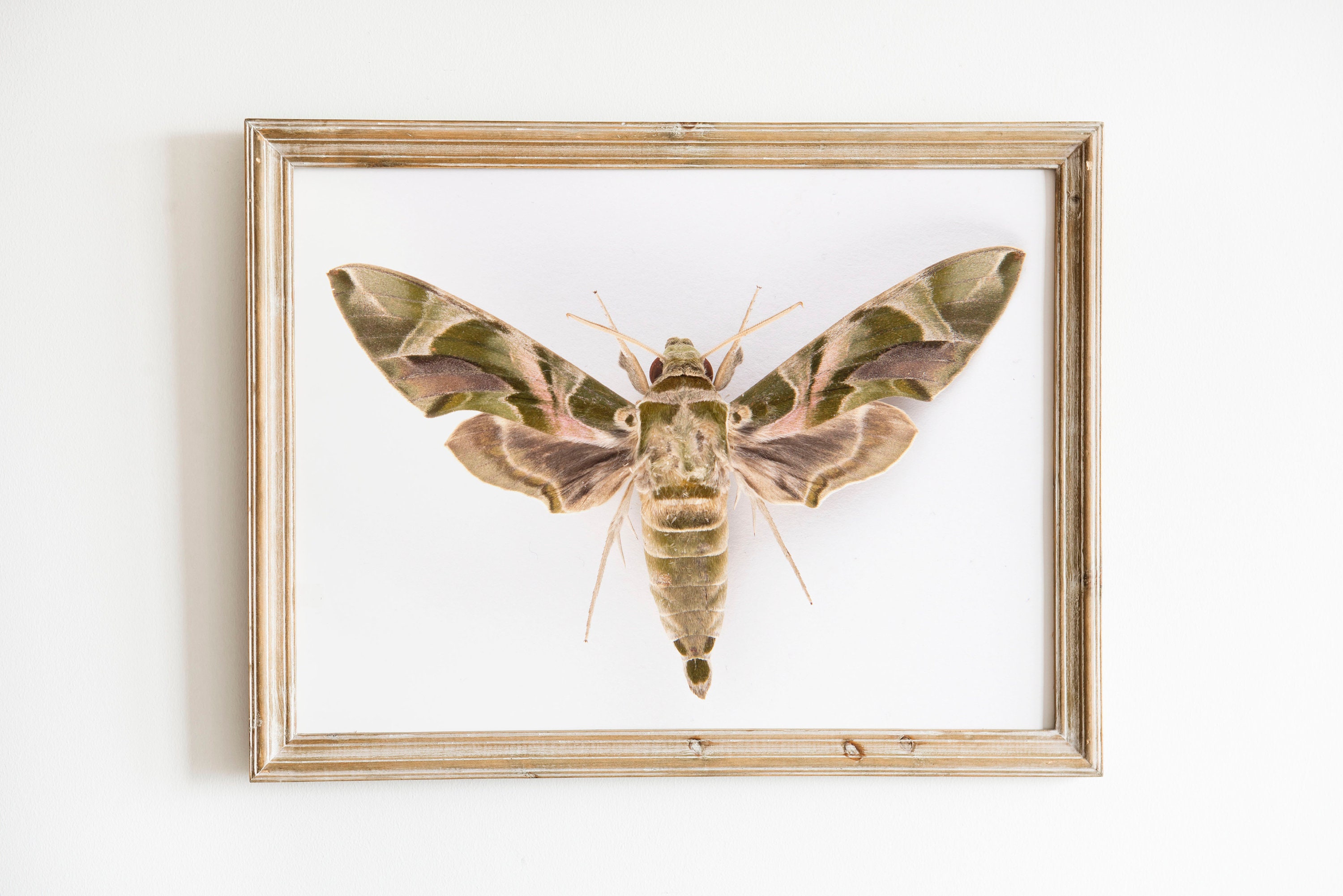 Set of 3 moth prints Wall Art Home Decor Poster Print Wall | Etsy