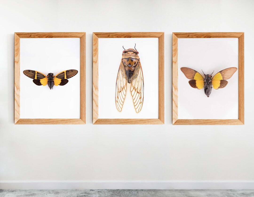 Set of 3 Cicada Prints, Modern Minimalist Decor, Nature Print ...