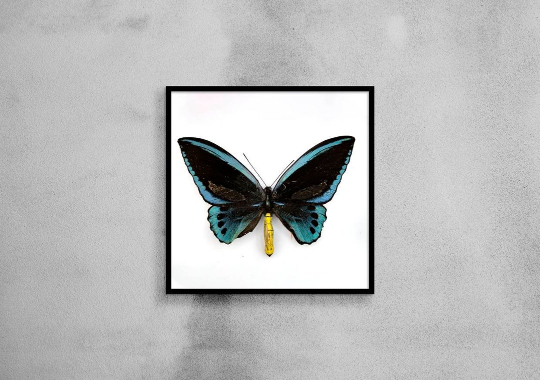 Priam's Blue Birdwing Art Print ornithoptera Priamus Urvillianus - Etsy