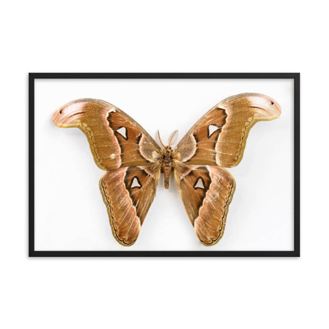 Atlas Moth Wall Art Print - Macro Photography Insect Poster, Attacus ...