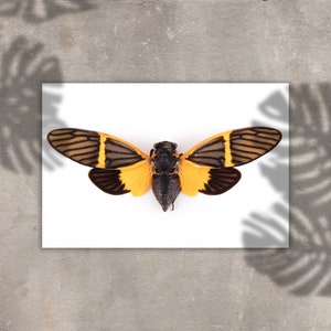 Cicada Insect Art Modern Cicada Poster. Entomology Insect - Etsy