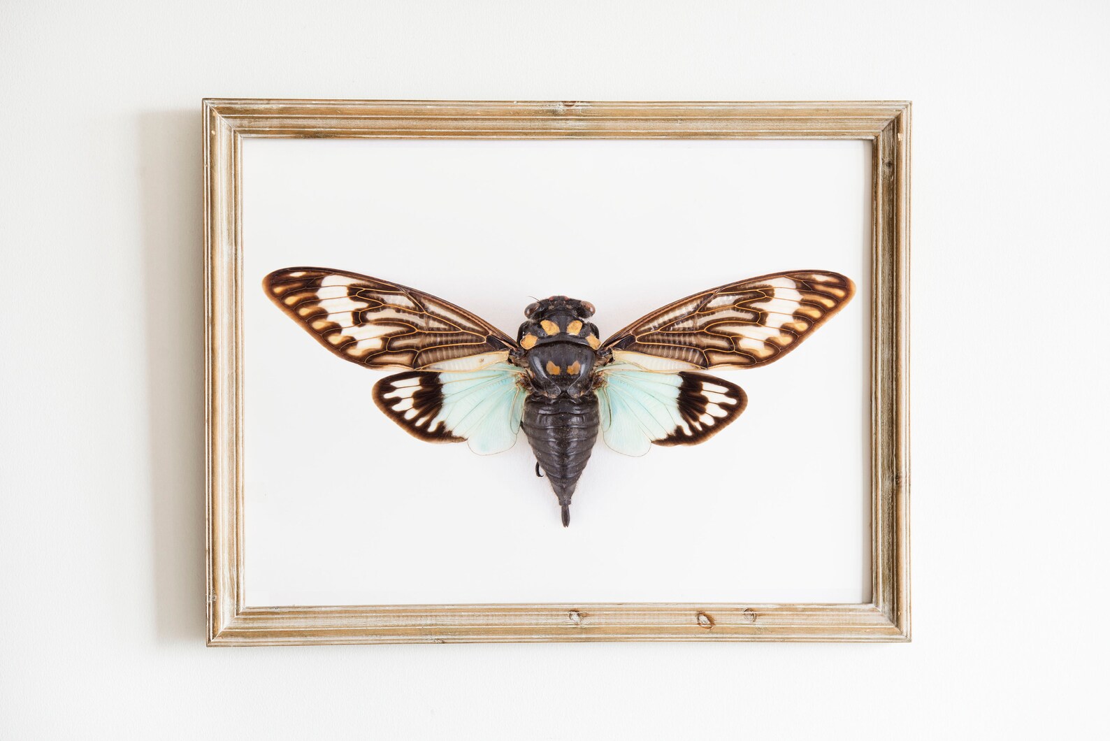 Cicada Art Print, Cicada Poster, Natural History Prints, Wildlife ...