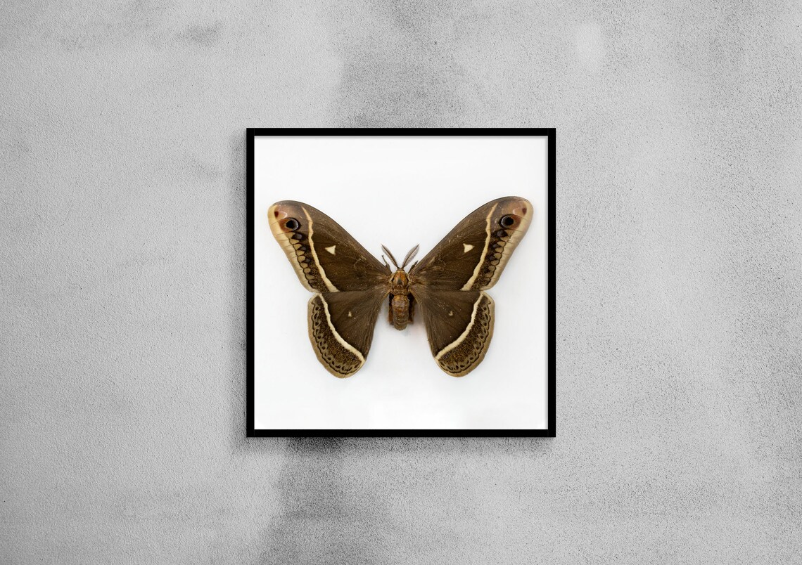 Vintage Moth Print Moth Poster Moth Art Vintage Entomology | Etsy UK