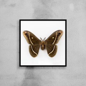 Vintage Moth Print Moth Poster Moth Art Vintage Entomology - Etsy UK
