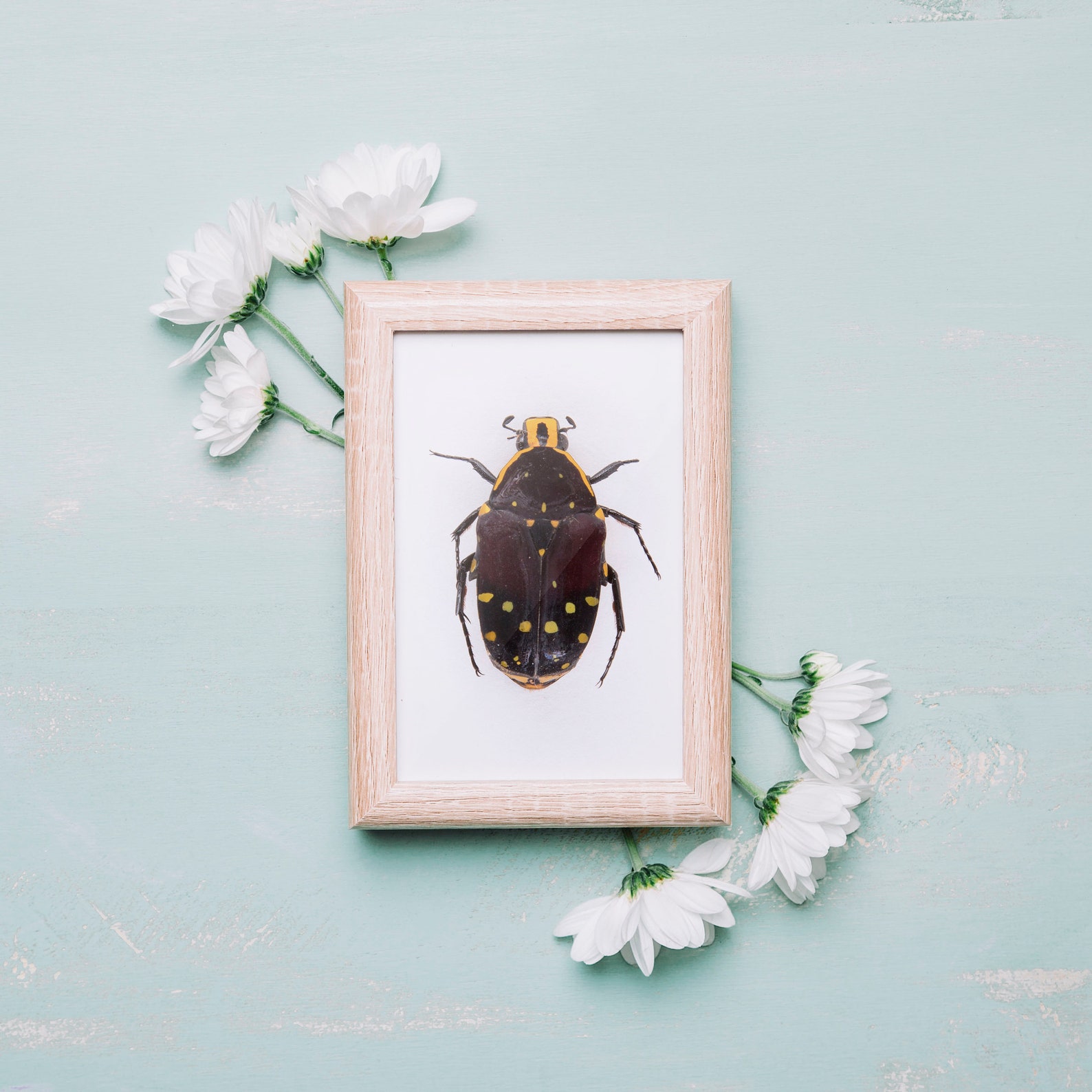 BEETLES Poster Beetles Print Beetles Chart Insect Poster - Etsy UK