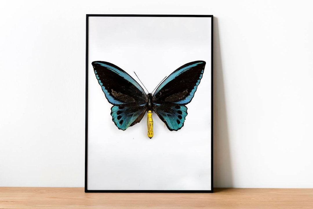 Realistic Birdwing Butterfly Print - Nature Wall Art - Gallery Wall ...
